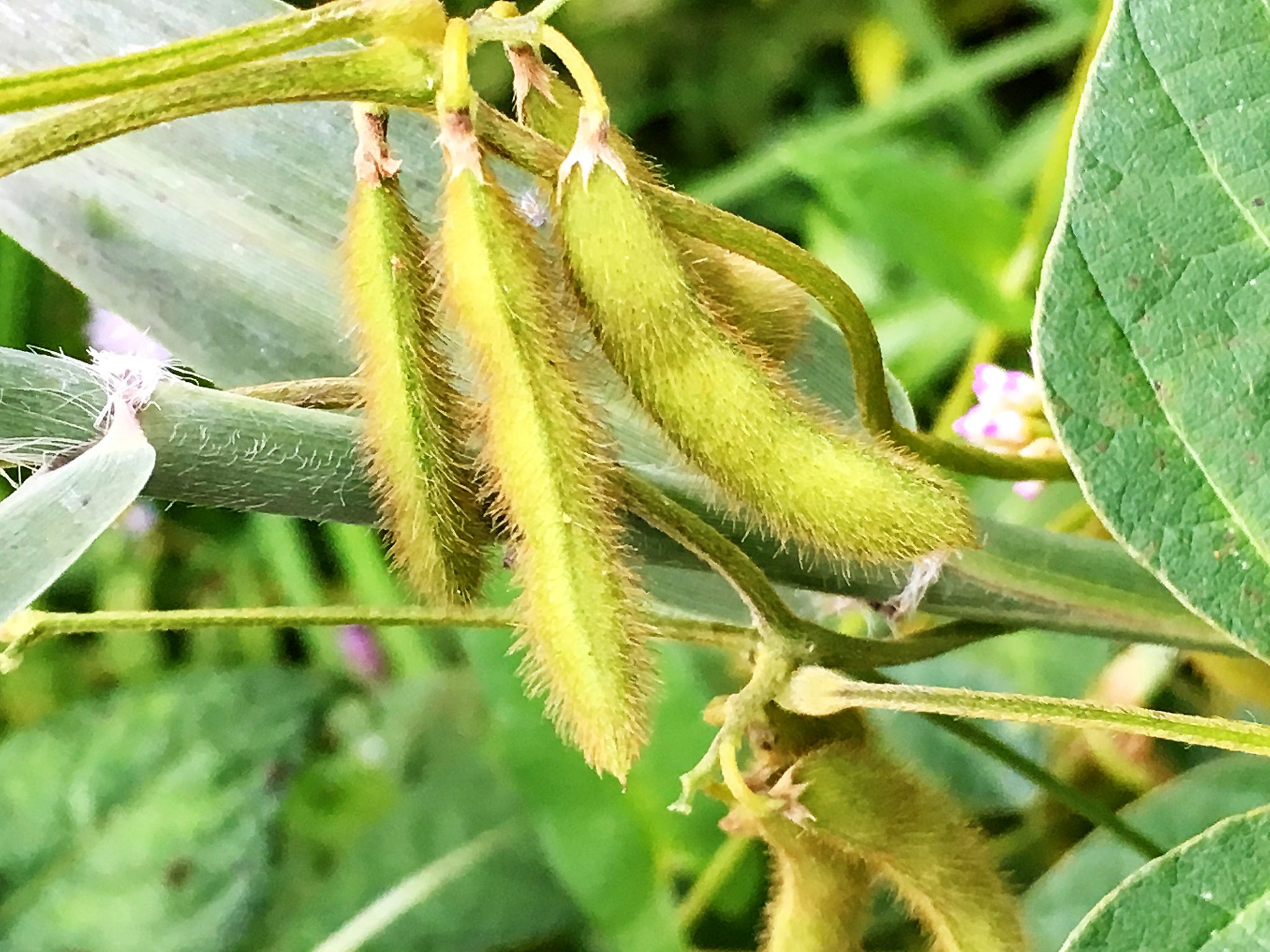 マメ科～ツルマメ（蔓豆） - 奥行き1mの果樹園