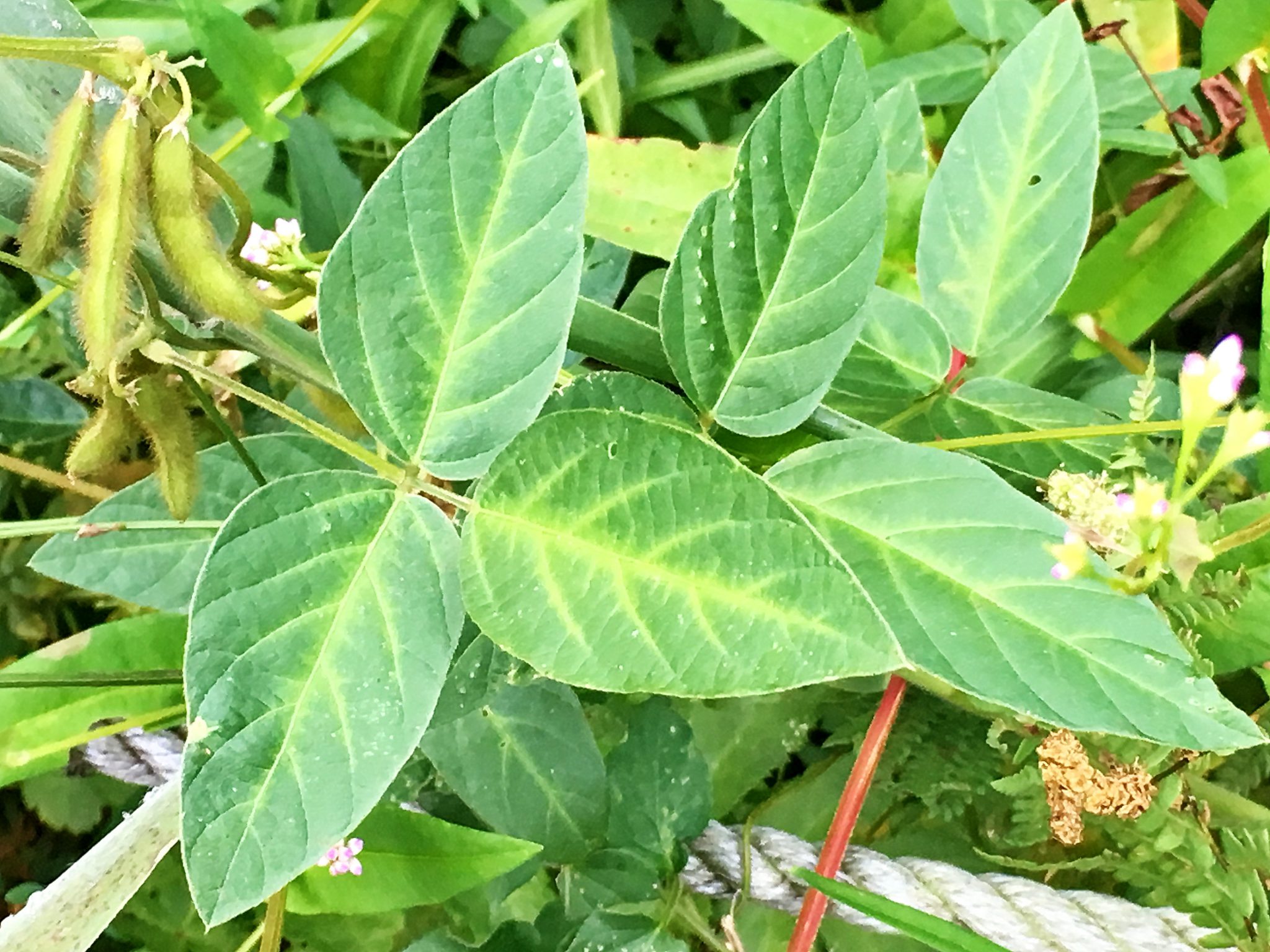 マメ科～ツルマメ（蔓豆） - 奥行き1mの果樹園