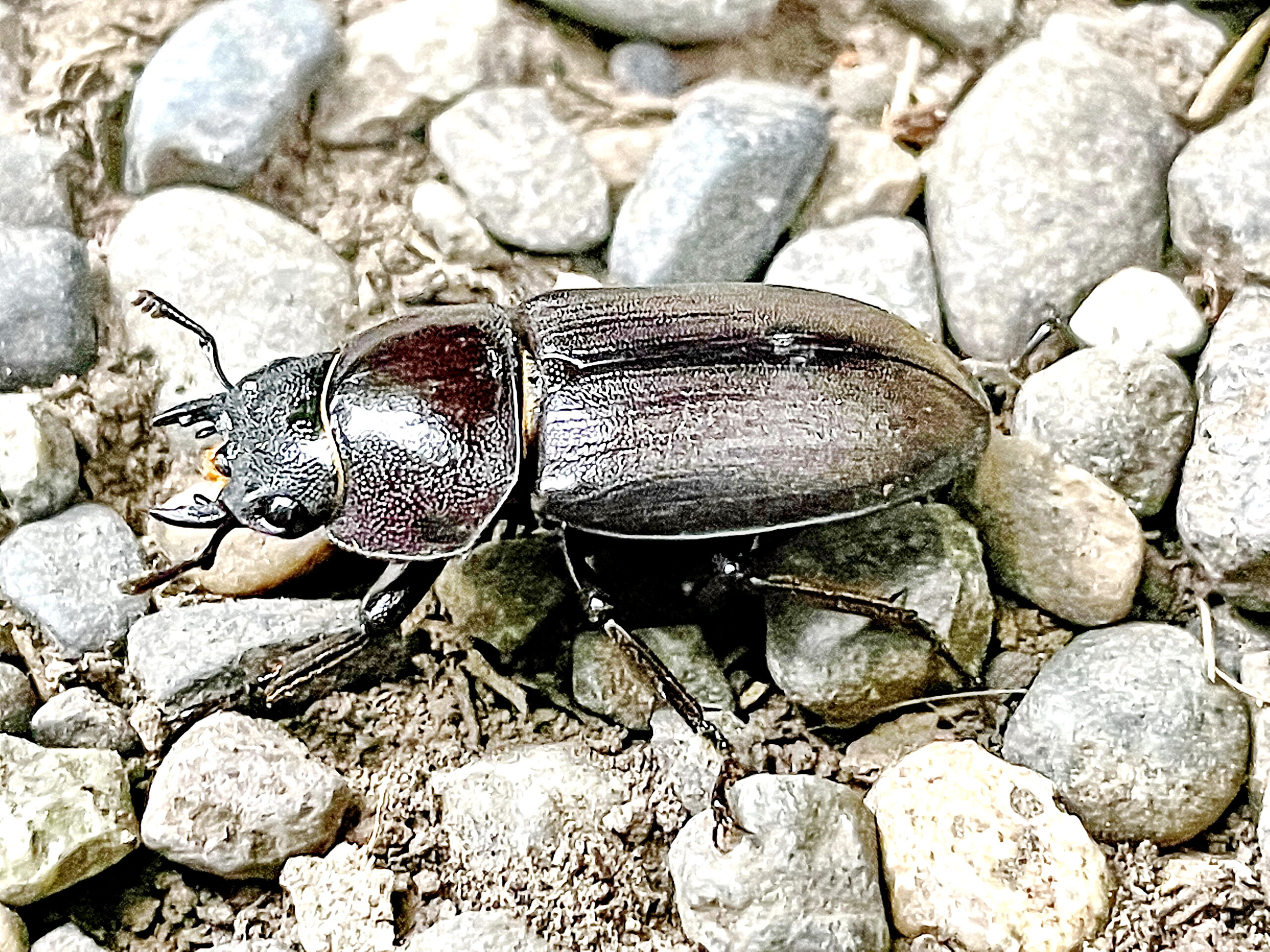 クワガタムシ科～コクワガタ - 奥行き1mの果樹園