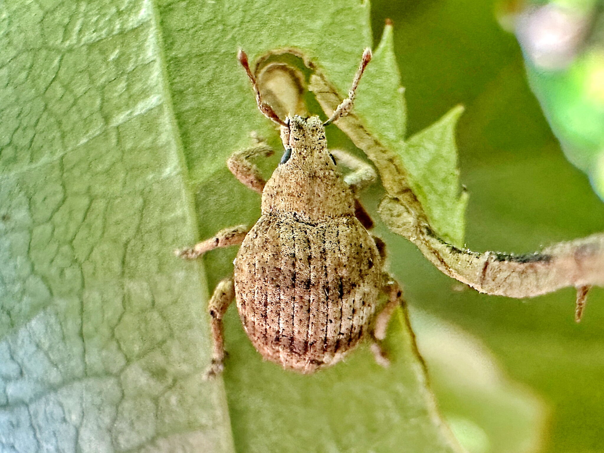 スグリゾウムシ,甲虫目,ゾウムシ科,クチブトゾウムシ亜科,完全変態