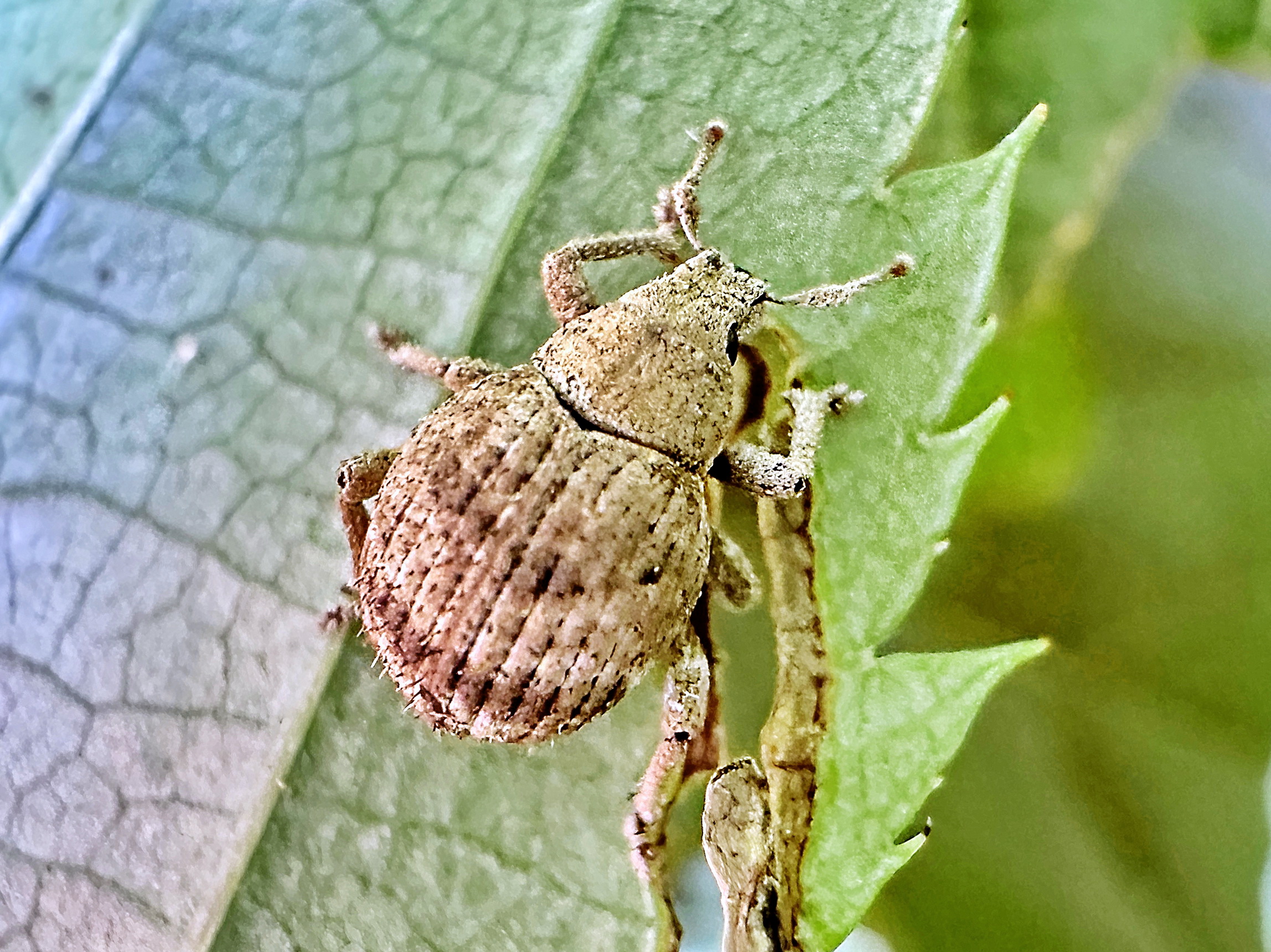 スグリゾウムシ,甲虫目,ゾウムシ科,クチブトゾウムシ亜科,完全変態