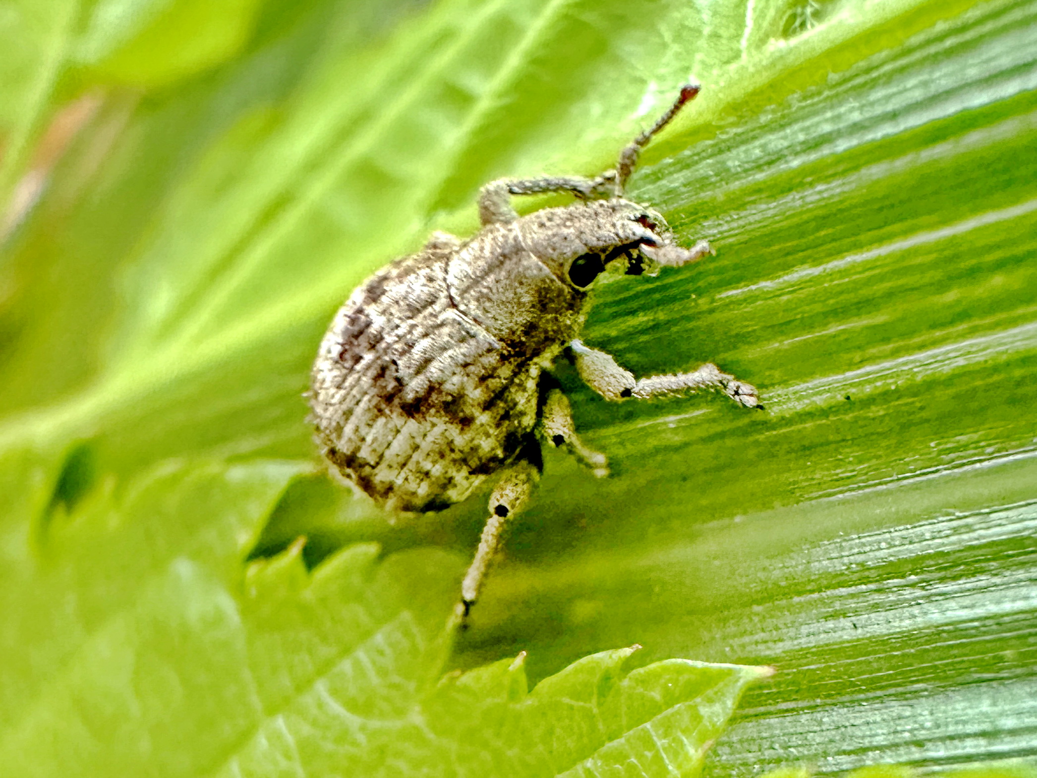 スグリゾウムシ,甲虫目,ゾウムシ科,クチブトゾウムシ亜科,完全変態