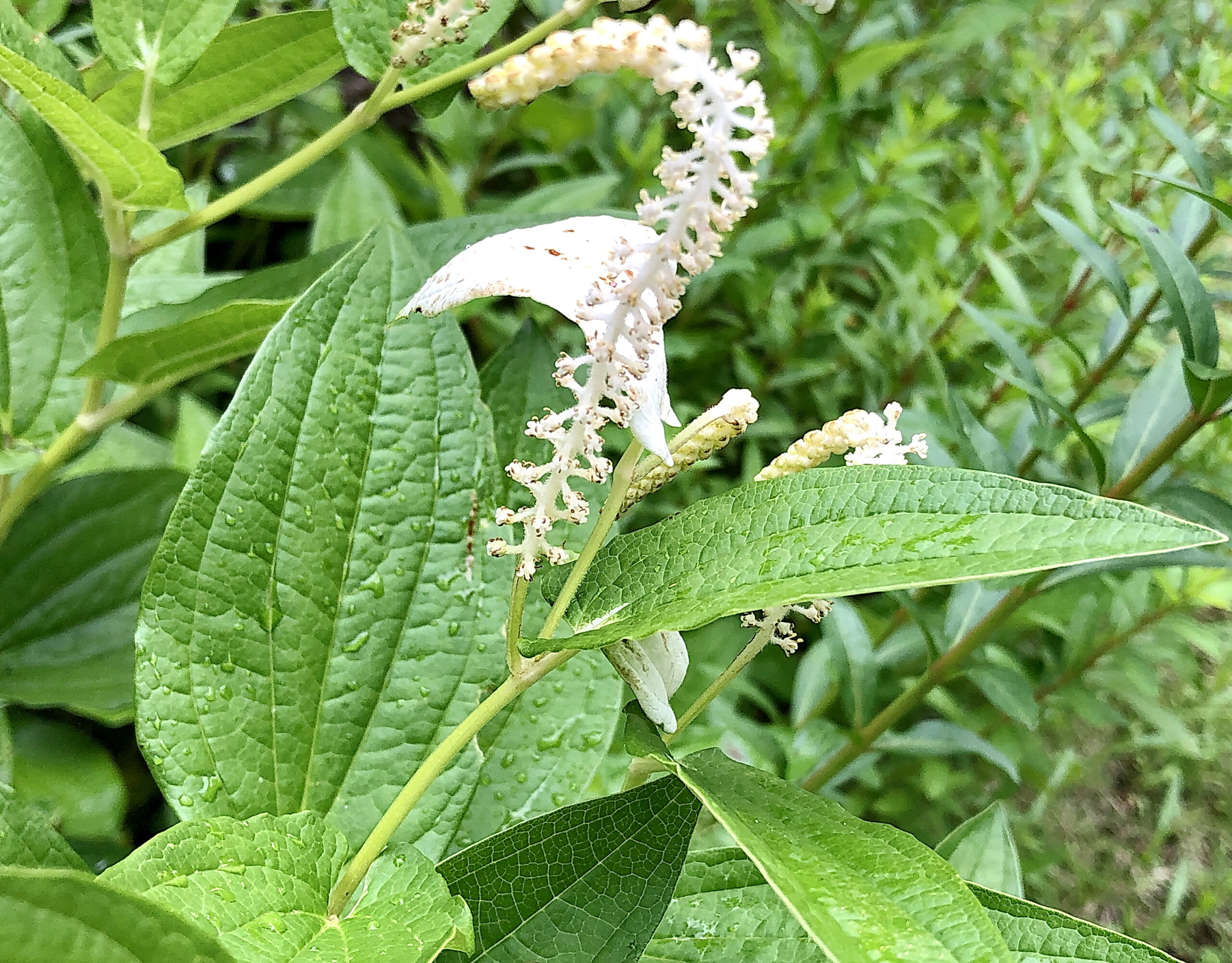 ハンゲショウ,半夏生,ドクダミ科,ハンゲショウ属,多年草,水生植物