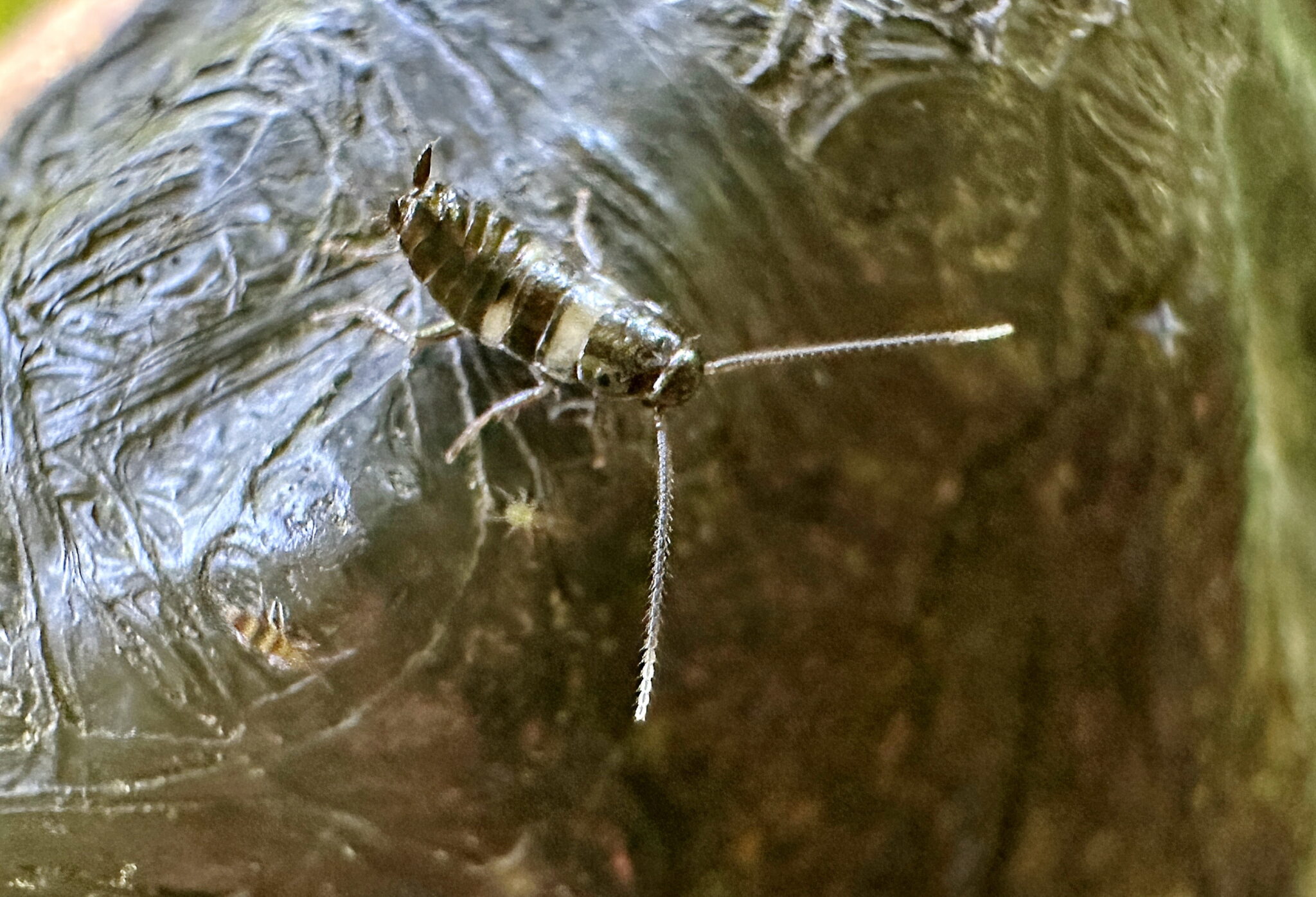 ゴキブリ科～クロゴキブリの幼虫 - 奥行き1mの果樹園